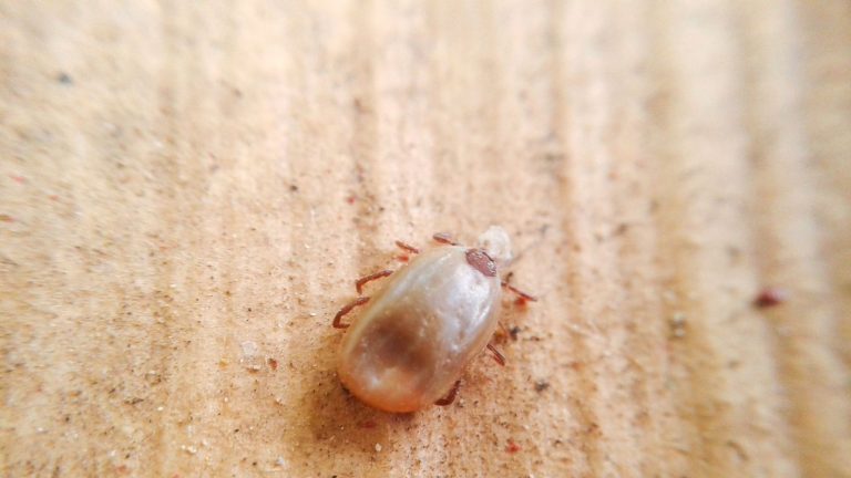 Comment se débarrasser des puces de parquet